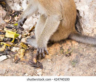 Hand Monkey Stock Photo 424740100 | Shutterstock