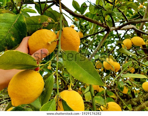 Hand Picking Lemon Lemon Tree Stock Photo 1929176282 | Shutterstock
