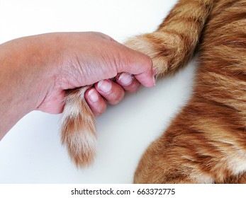 Hand Pulling Cats Tail Concept Shows Foto de stock 663372775 | Shutterstock