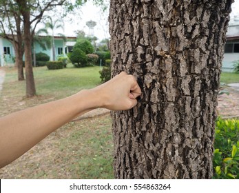 Hand Punching Tree Stock Photo 554863264 | Shutterstock