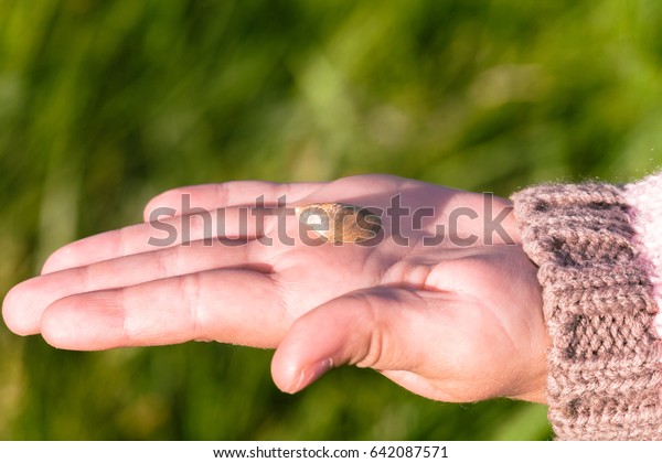 Hand River Shell On Summer Sun Stock Photo 642087571 | Shutterstock