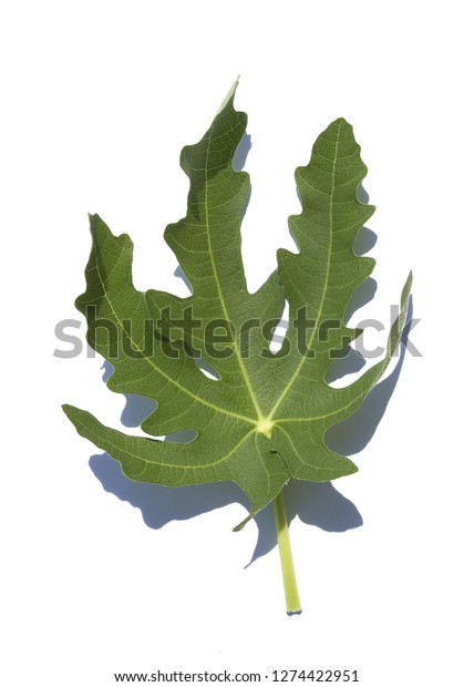 Hand Shape Fig Leaf Isolated White Stock Photo 1274422951 | Shutterstock