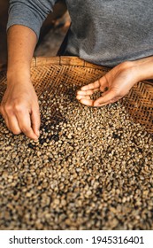 Hand Sorting Coffee Beans Before Roasting Stock Photo 1945316401 ...