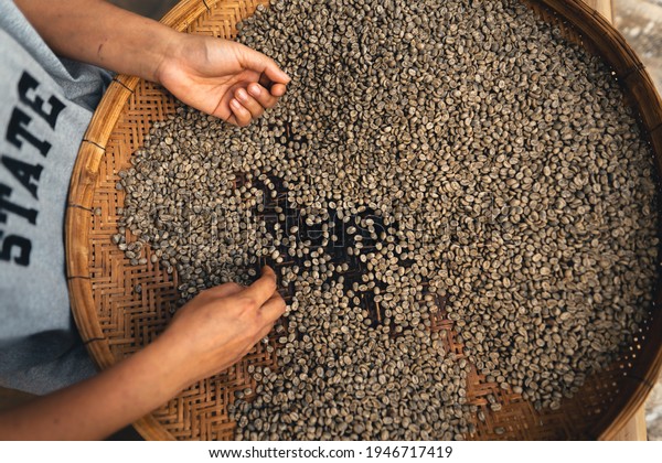 Hand Sorting Coffee Beans Before Roasting Stock Photo 1946717419 ...