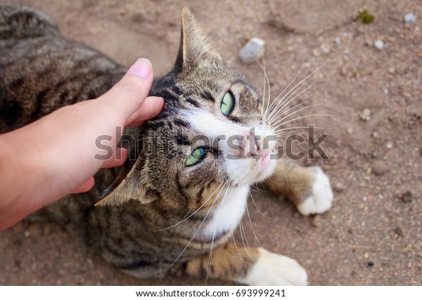 Hand Touch Cat Lying Down On Stock Photo 693999241 | Shutterstock
