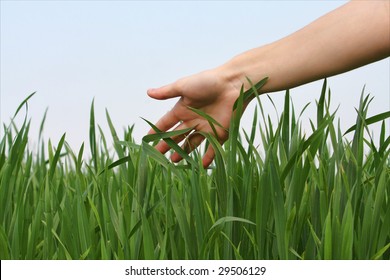 Hand Touching Grass Stock Photo 29506129 | Shutterstock