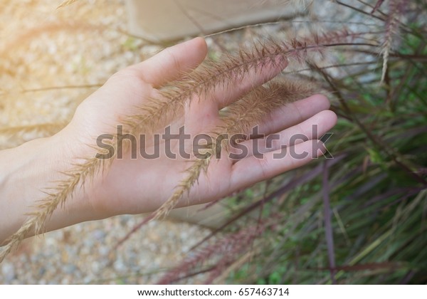Hand Touching Grass Sunset Stock Photo 657463714 | Shutterstock