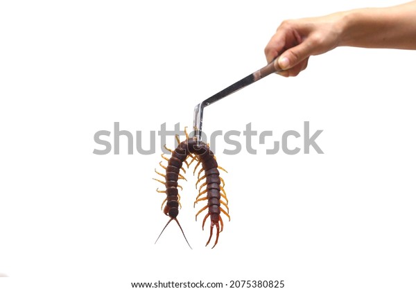 Hand Using Big Forceps Catch Centipede Stock Photo 2075380825 ...