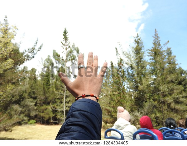 Hands Forest Stock Photo 1284304405 | Shutterstock