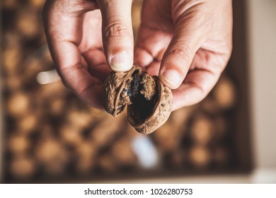 Hands Open Shell Large Walnut Core Stock Photo 1026280753 | Shutterstock