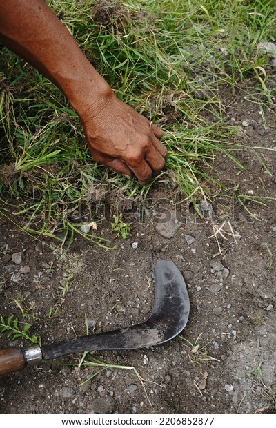 Hands Pulling Grass Help Sickle Stock Photo 2206852877 | Shutterstock