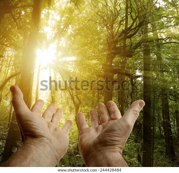Hands Reaching Light Forest Stock Photo 244428484 | Shutterstock