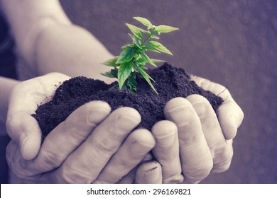 Hands Tree Stock Photo 296169821 | Shutterstock