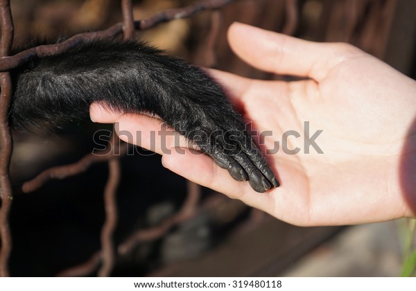 Handshake Between Human Hand Monkey Hand Stock Photo 319480118 ...