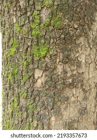 Handsome Appearance On Surface Tree Stock Photo 2193357673 | Shutterstock