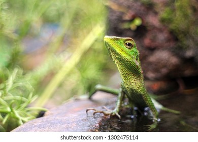 412 Handsome Lizard Images, Stock Photos & Vectors | Shutterstock