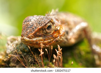 412 Handsome Lizard Images, Stock Photos & Vectors | Shutterstock