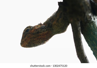 412 Handsome Lizard Images, Stock Photos & Vectors | Shutterstock