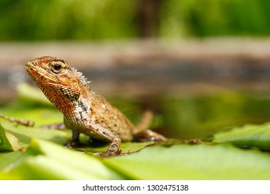 412 Handsome Lizard Images, Stock Photos & Vectors | Shutterstock
