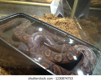 Handsome Rainbow Python Relaxes His Bath Stock Photo (Edit Now) 1230874753