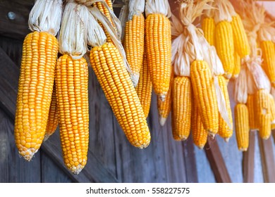 Hanging Corn Stock Photo 558227575 | Shutterstock