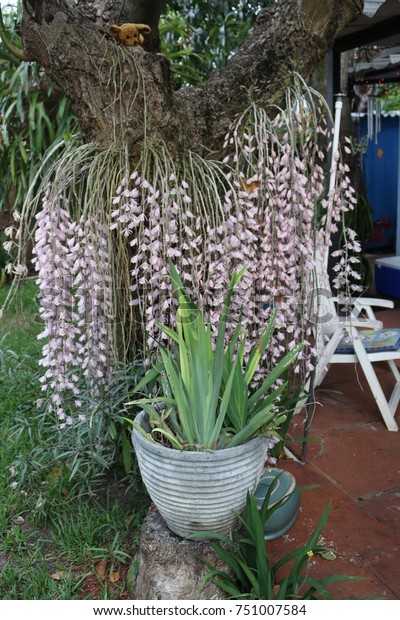 Hanging Orchids Stock Photo 751007584 | Shutterstock