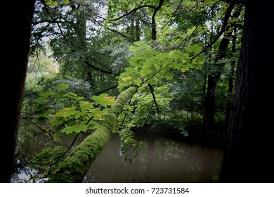 51,738 Maple trees by the river Images, Stock Photos & Vectors ...