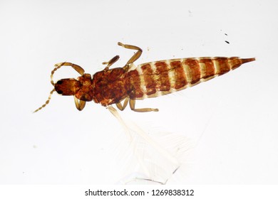 Haplothrips: Bilder, Stockfotos und Vektorgrafiken | Shutterstock