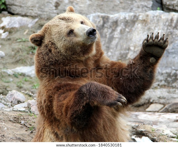 Happy Brown Bear Dance Brown Bear Stock Photo 1840530181 | Shutterstock