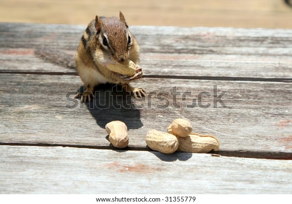Happy Chipmunk Finding Nuts Stuff Into Stock Photo 31355779 | Shutterstock