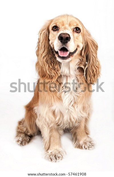 Happy Cocker Spaniel Dog Isolated On Stock Photo (Edit Now) 57461908