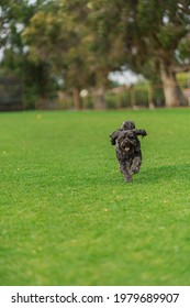 Happy Smiling Cavoodle Cavapoo Playing Running Stock Photo 1979689907 ...