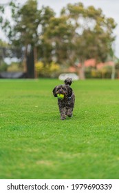 325 Cavoodle Puppy Images, Stock Photos & Vectors | Shutterstock