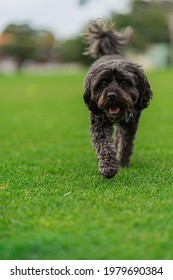 Happy Smiling Cavoodle Cavapoo Playing Running Stock Photo 1979690384 ...