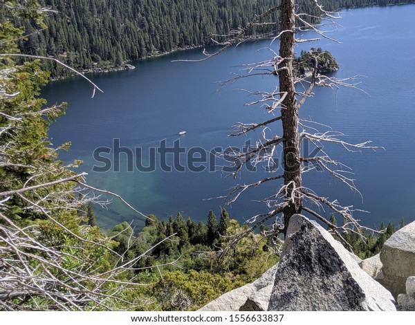 Harbor Cliff Side Tree Stock Photo (Edit Now) 1556633837