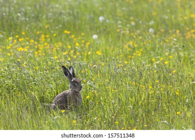 31,027 Hare In Field Images, Stock Photos & Vectors | Shutterstock