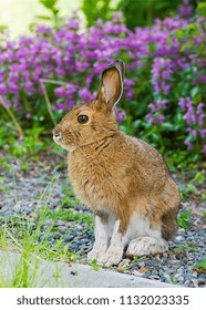 Hare White Paws Posing Front Flowers Stock Photo 1132023335 | Shutterstock