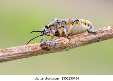 29 Harlequin Cabbage Bug Images, Stock Photos & Vectors | Shutterstock