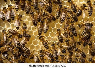 1,830 Bees team work Images, Stock Photos & Vectors | Shutterstock