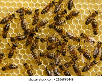 1,830 Bees team work Images, Stock Photos & Vectors | Shutterstock
