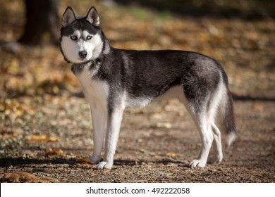 Haski Stock Photo 492222058 | Shutterstock