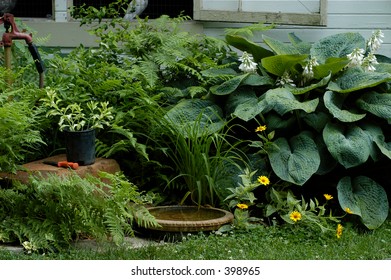 37 Hasta plant foliage Images, Stock Photos & Vectors | Shutterstock