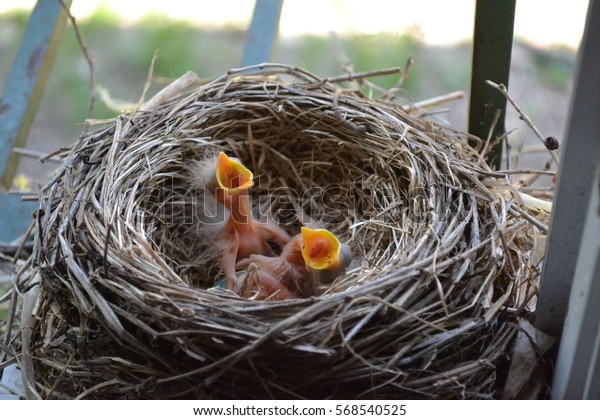 Hatching Birds Stock Photo 568540525 | Shutterstock