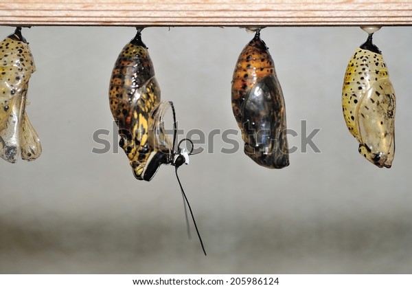 Hatching Butterfly Cocon On Insect Farm Stock Photo 205986124 ...