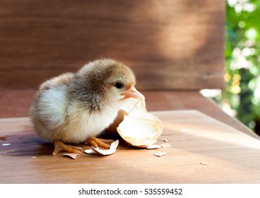 Hatching Egg Stock Photo 535559452 | Shutterstock