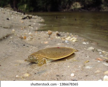 Spiny softshell turtle Images, Stock Photos & Vectors | Shutterstock