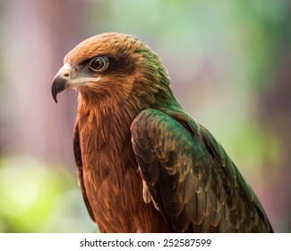3,536 Yellow tail hawk Images, Stock Photos & Vectors | Shutterstock