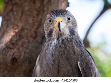 89 Surprised hawk Images, Stock Photos & Vectors | Shutterstock