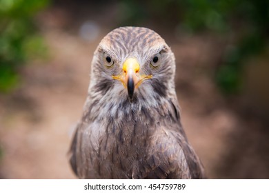 Hawk Stock Photo 454759789 | Shutterstock