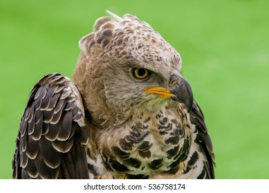 2,613 Harry eagle Images, Stock Photos & Vectors | Shutterstock